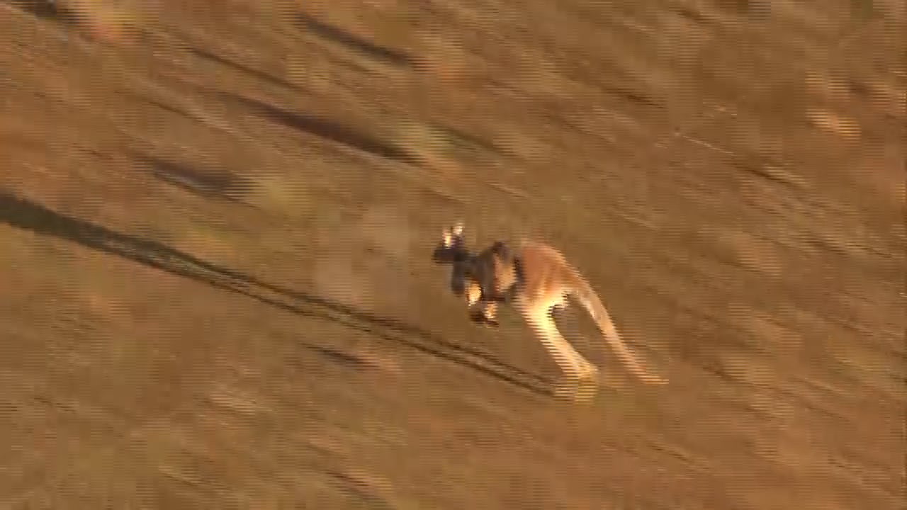 1299 Red Kangaroo Hopping Through Outback, Australia on Vimeo