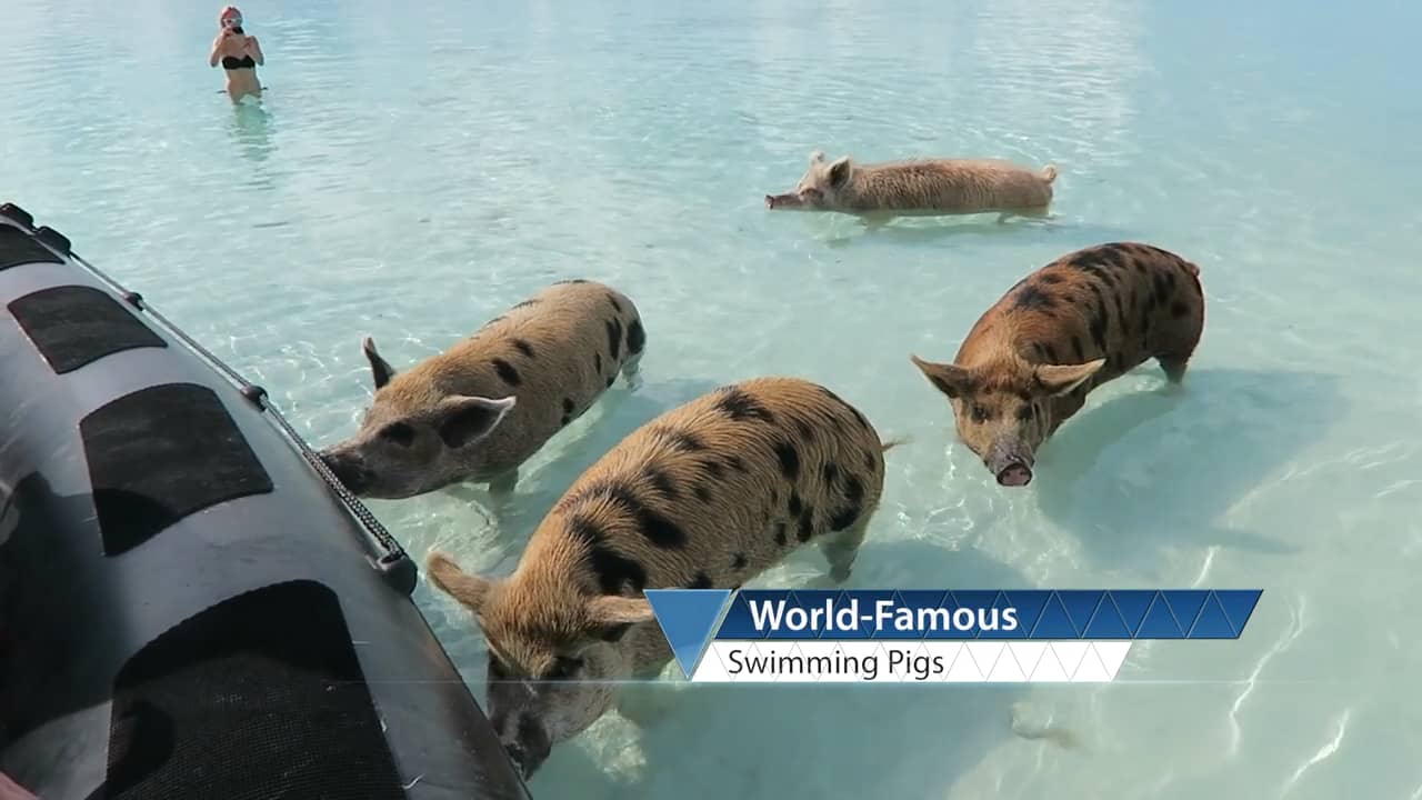 Swim With the Pigs in The Bahamas on Vimeo