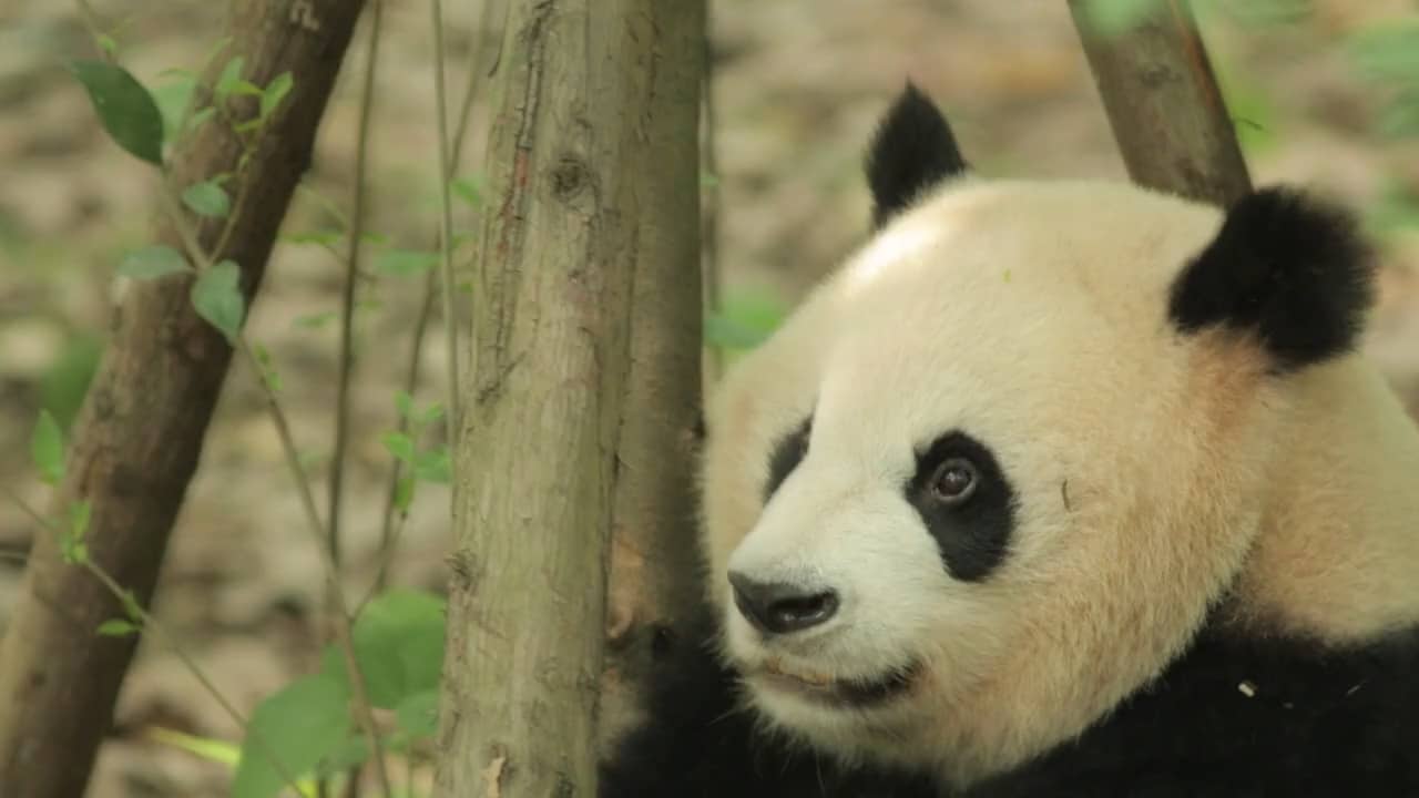 China's Great Forests: What the Giant Panda & Earth's Climate Share on ...
