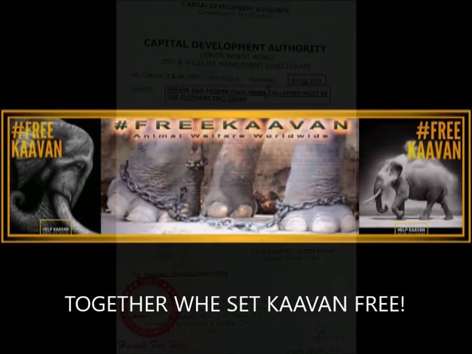 Free Kaavan The Chained Elephant 2016 on Vimeo