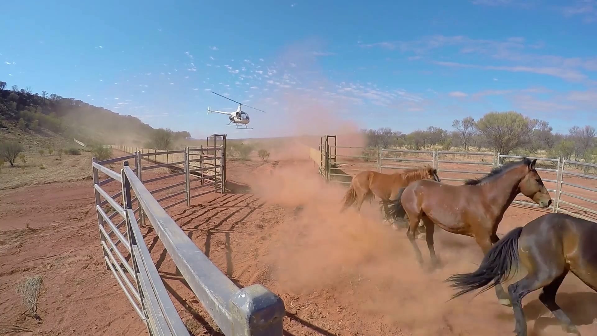 Mereenie Brumby Muster August 2015 on Vimeo