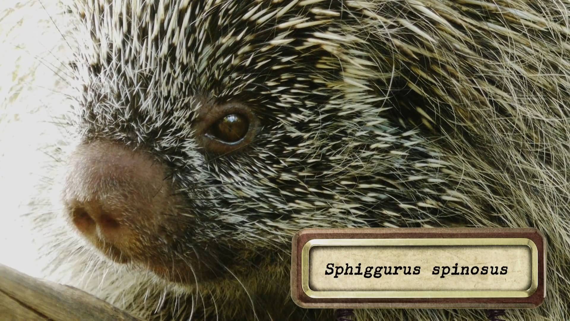 Ouriço-cacheiro - Sphiggurus spinosus on Vimeo