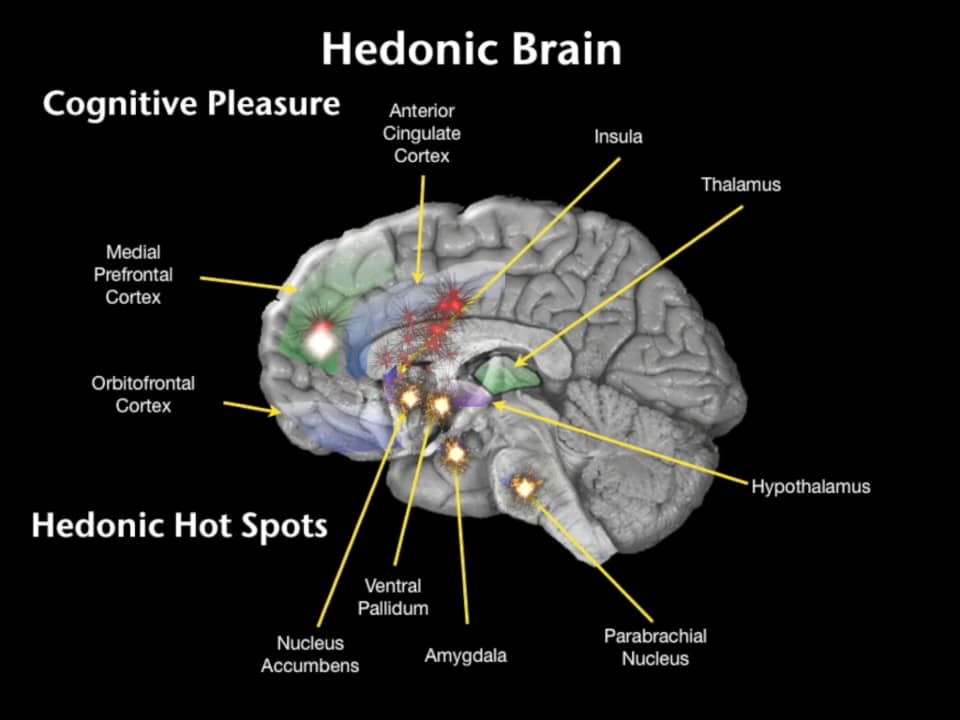 Hedonic Top to Bottom on Vimeo