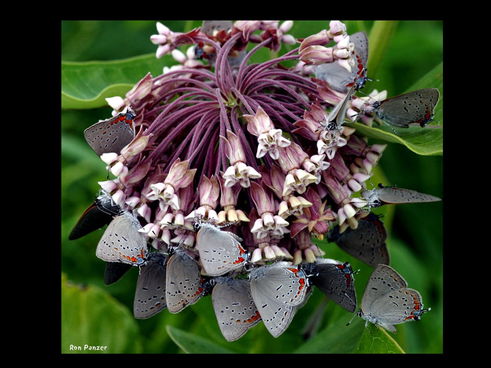 The effects of wildland fire on conservative insects in prairie and ...