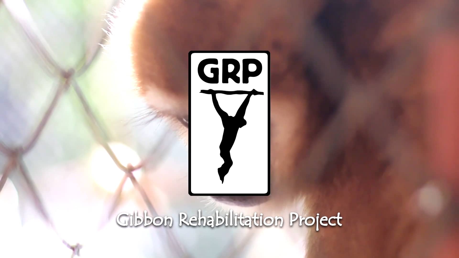 Gibbon Rehabilitation Project on Vimeo