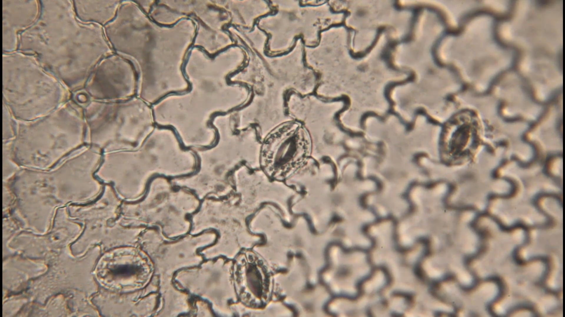 Observation microscopique d'épiderme inférieur de feuille de géranium ...