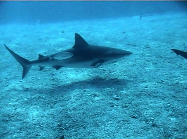 Great White Shark Digestive System