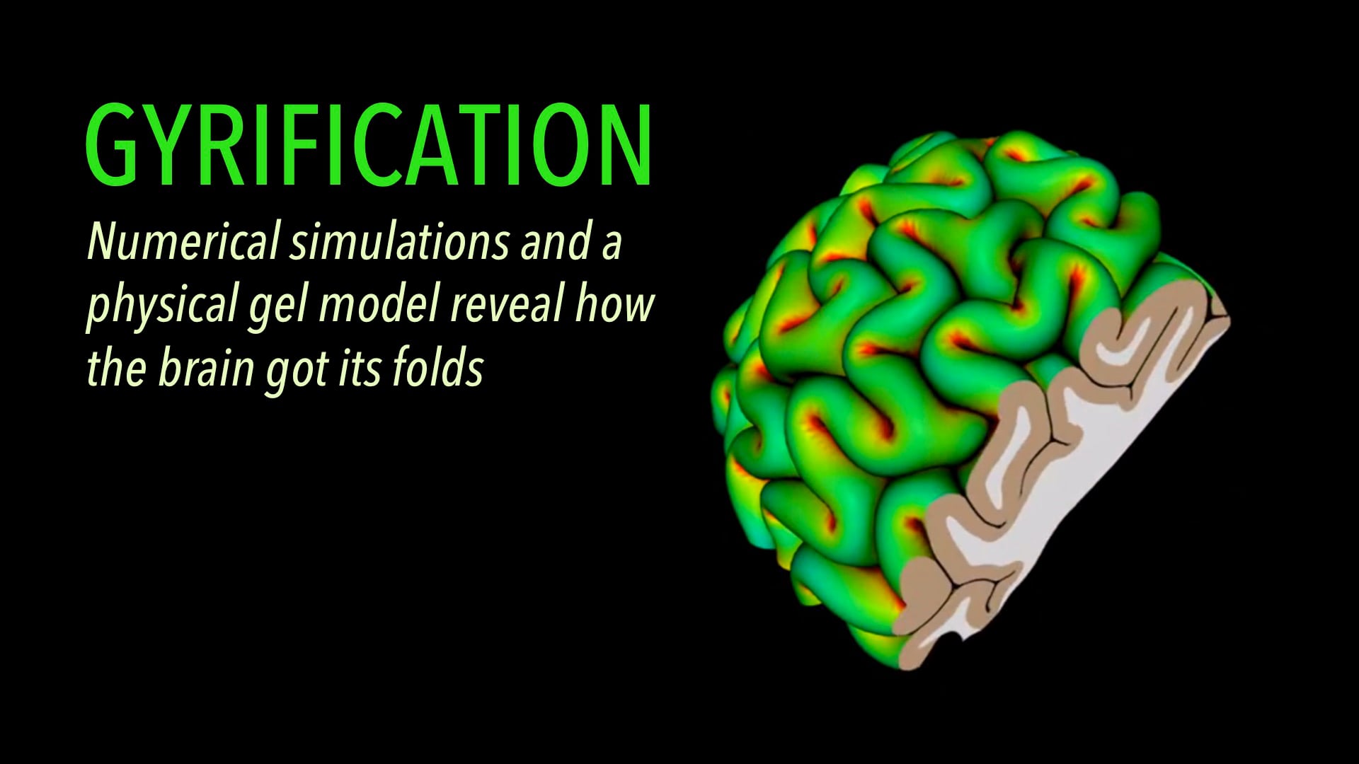 Gyrification: How the Brain Got its Folds on Vimeo