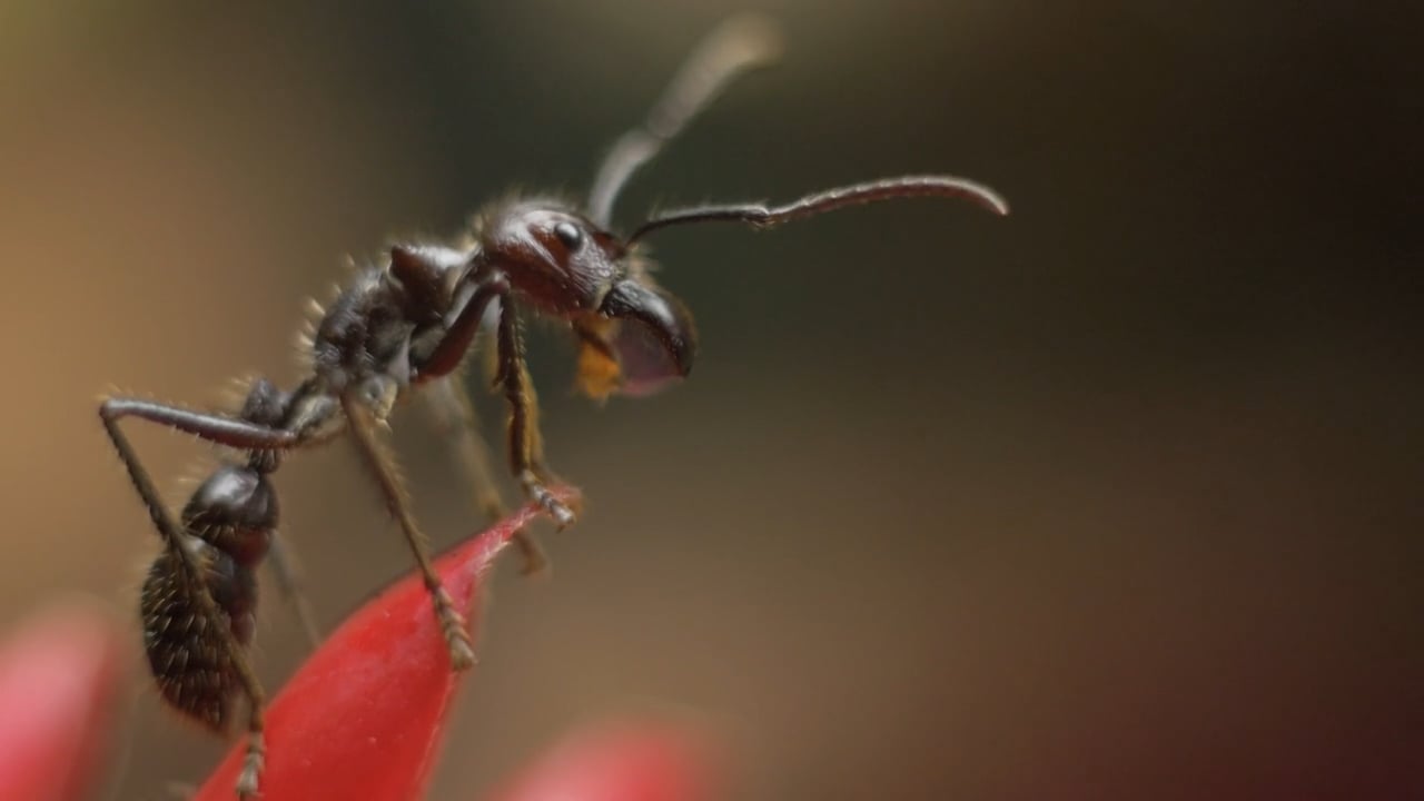 Formiga tocandira - Paraponera clavata on Vimeo