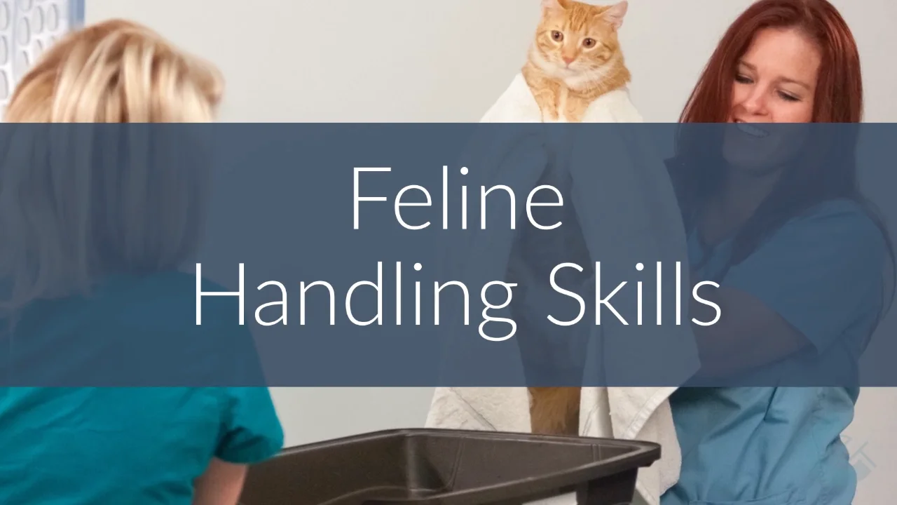 Module 3: Miscellaneous Topics - Feline Handling Skills on Vimeo