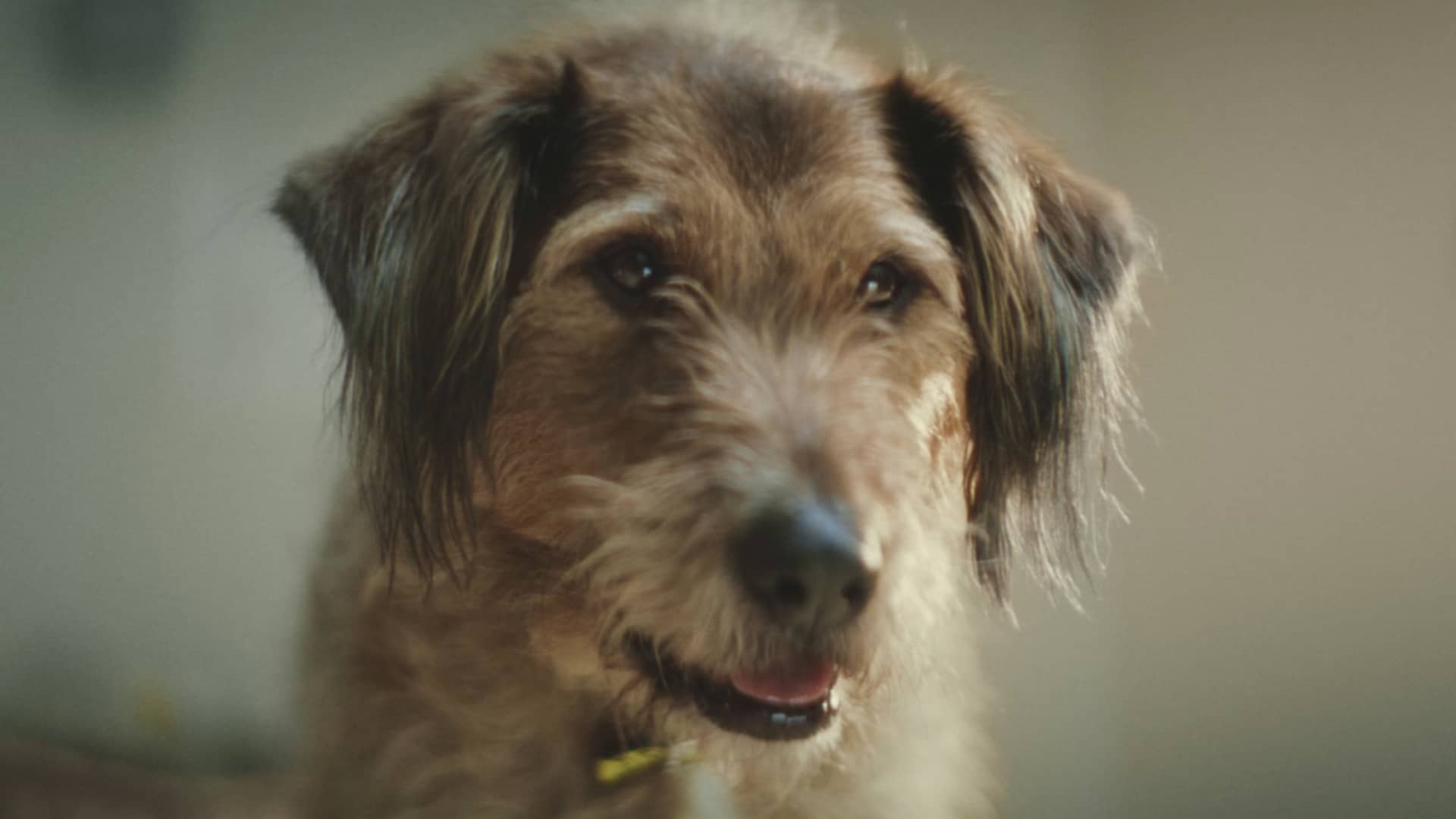 DOGS TRUST "That Special Someone" on Vimeo