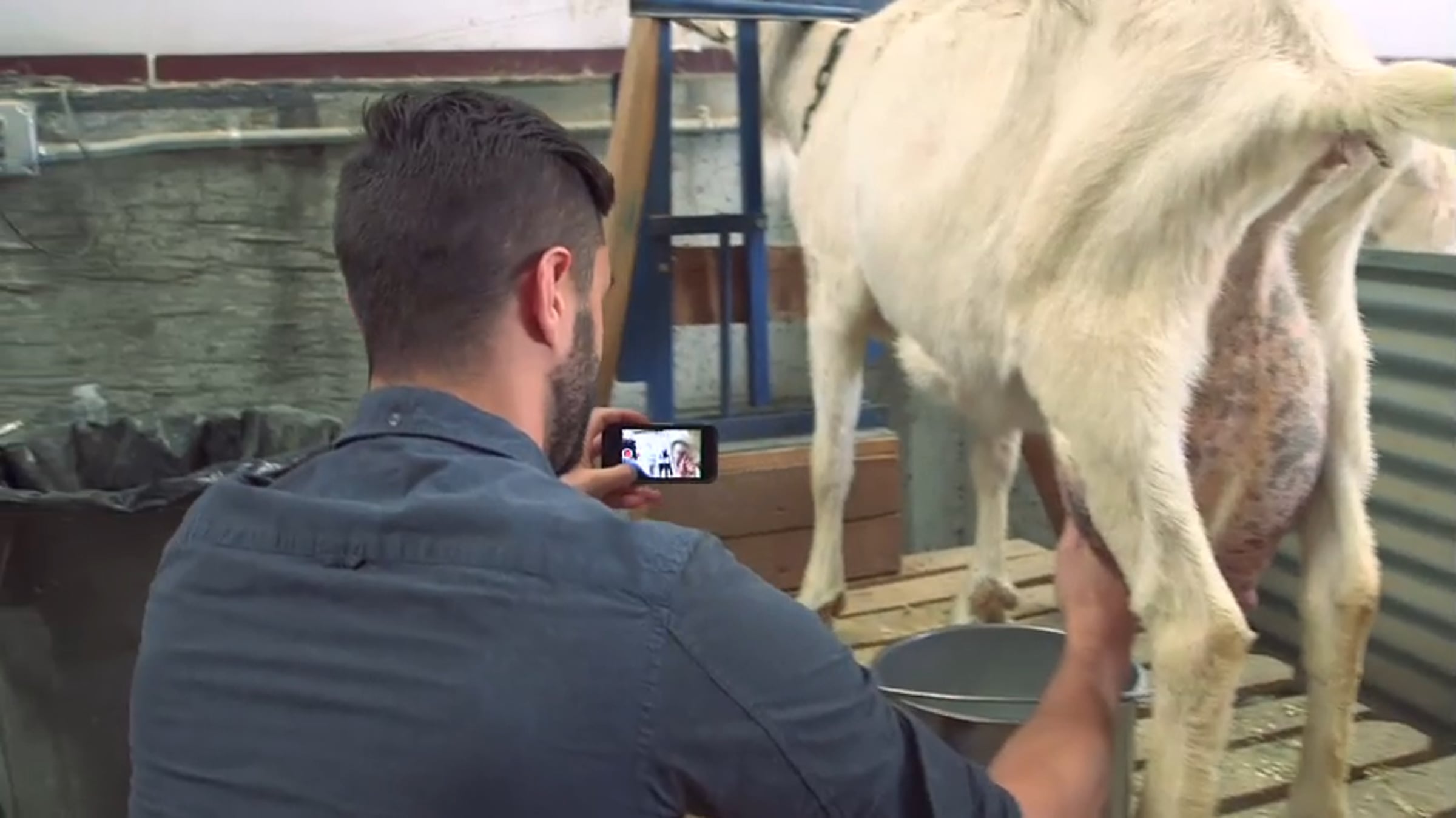 Goat Milk Spider Silk