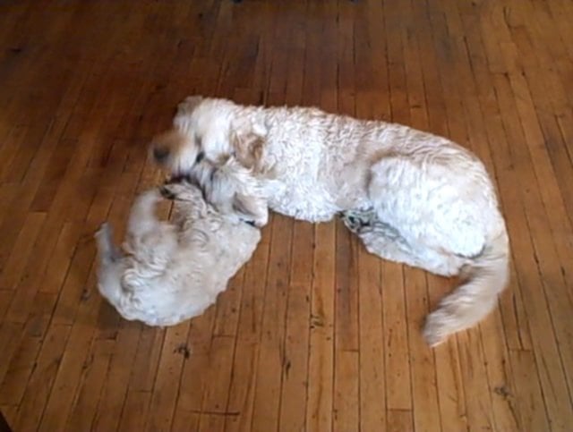 Widget 'n Waldo on Vimeo