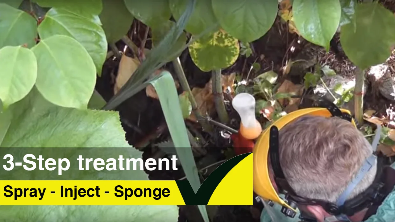 3-Step Herbicide Japanese Knotweed Treatment on Vimeo