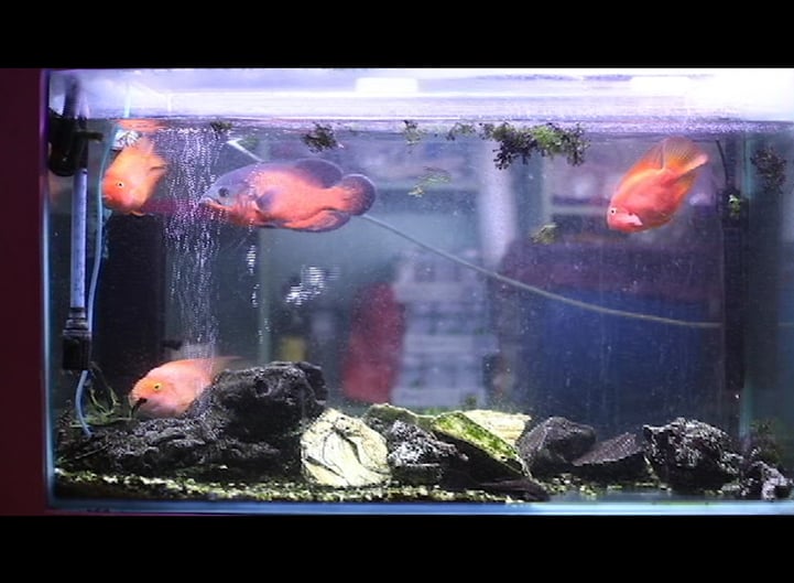 Fish on Vimeo