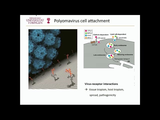 Virology Session: Polyomavirus Structure, receptor interactions on Vimeo