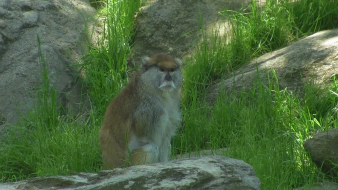Patas monkey at the North Carolina Zoo on Vimeo