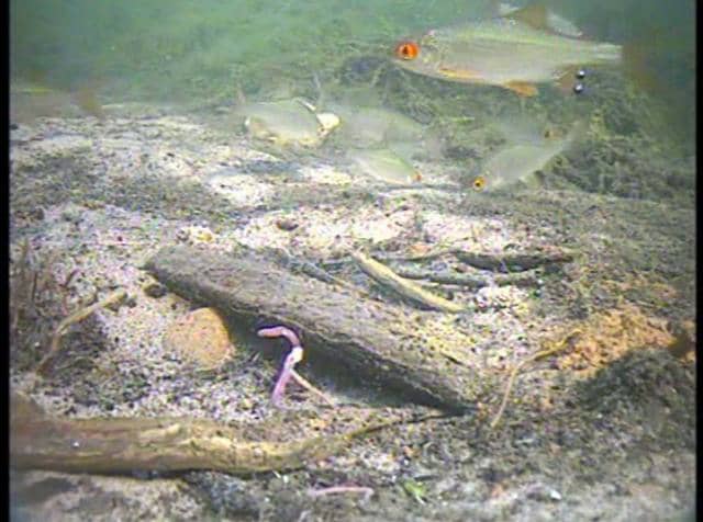 Roach fish underwater fishing video. on Vimeo