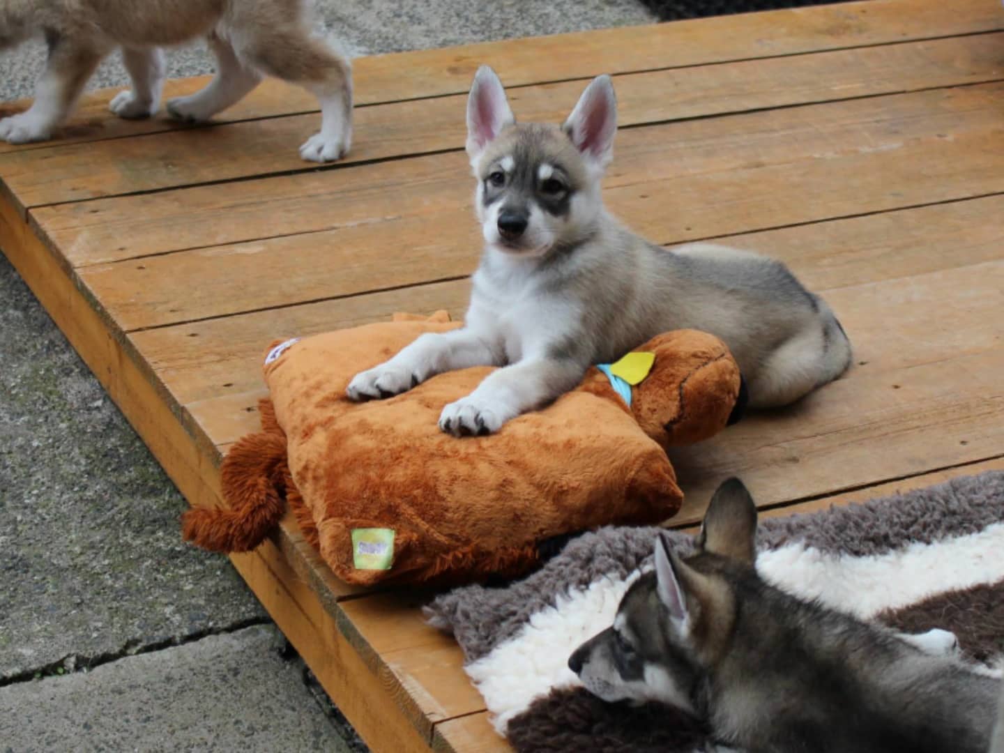 Caledonian Wolfalike Puppy Video on Vimeo