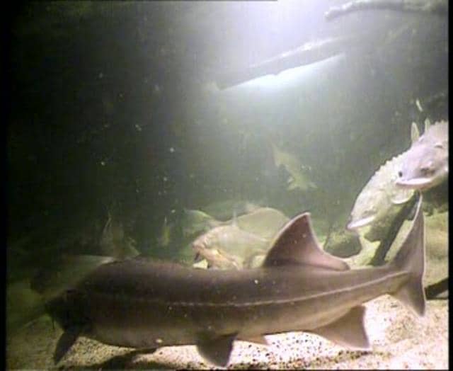 Live Fish Cam on Vimeo
