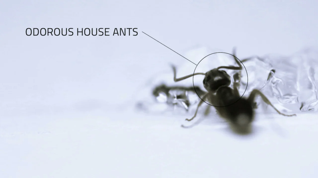 Raid | Ant - Cake on Vimeo