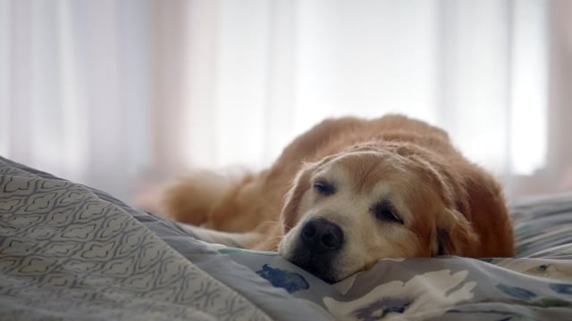 How Do You Sleep Like A Dog