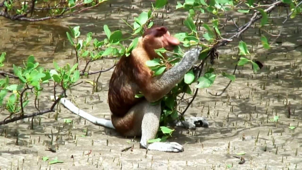 NEUSAPEN Proboscis Monkey De Neusaap Borneo on Vimeo