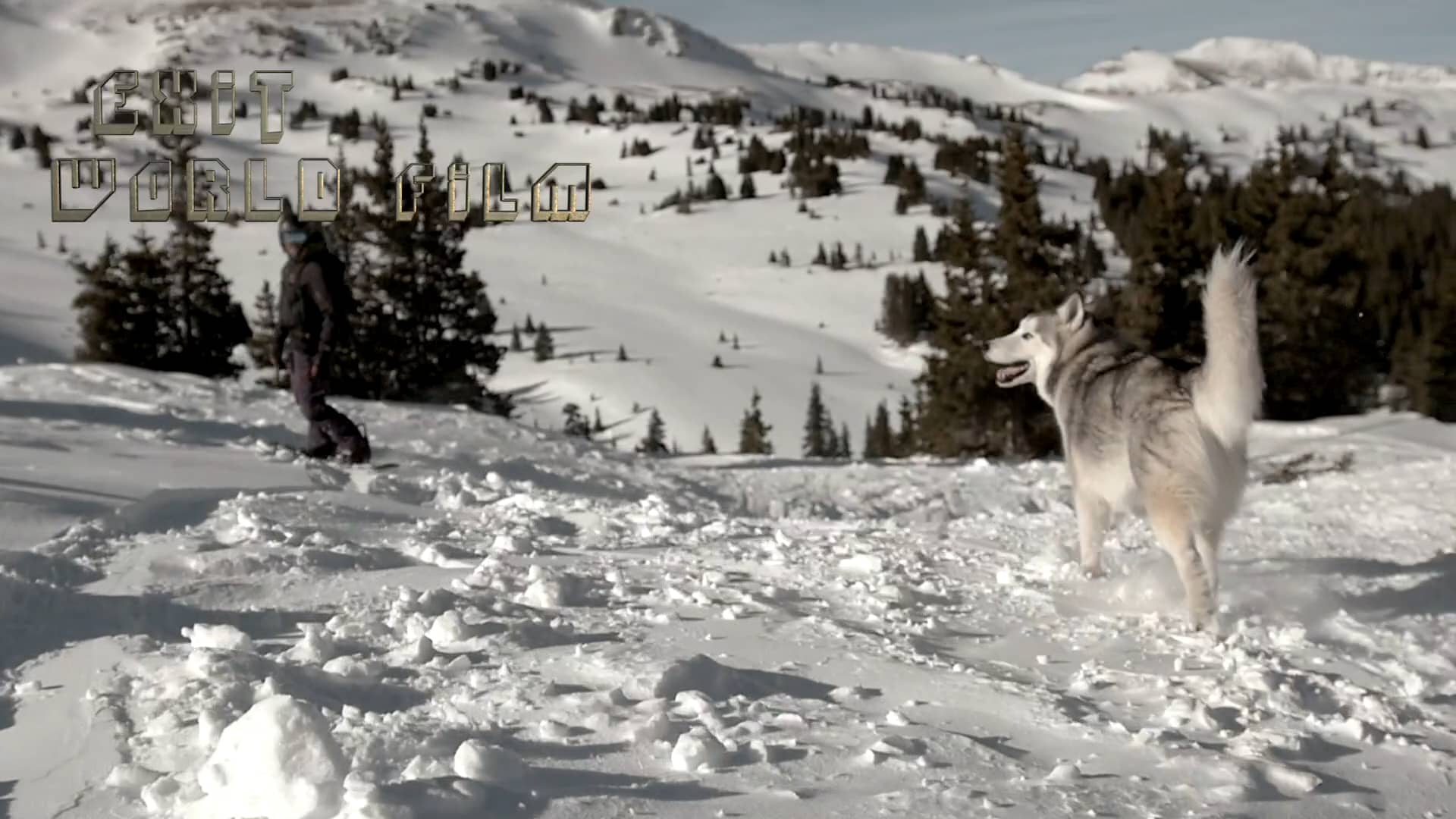Loki the wolf dog Insta preview on Vimeo