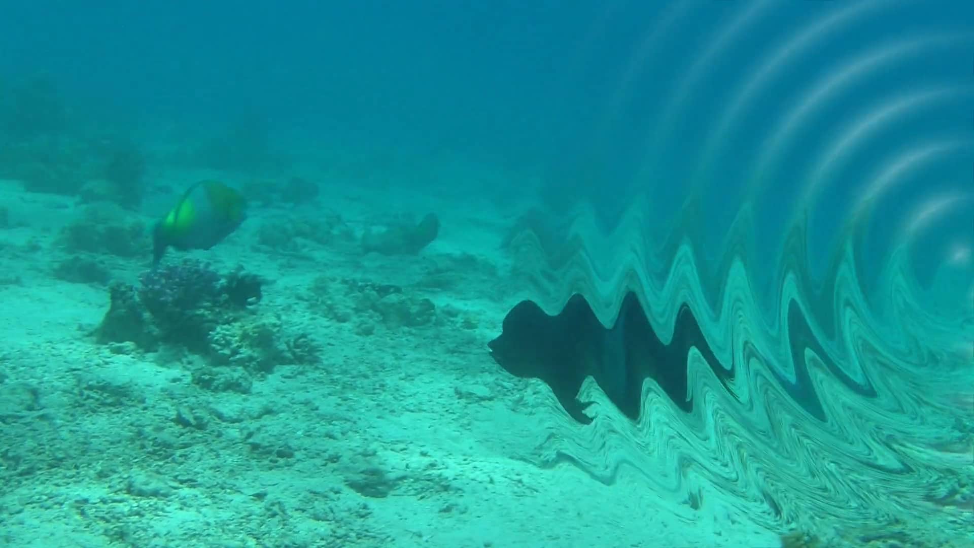 BCC Ripple Dissolve on Vimeo