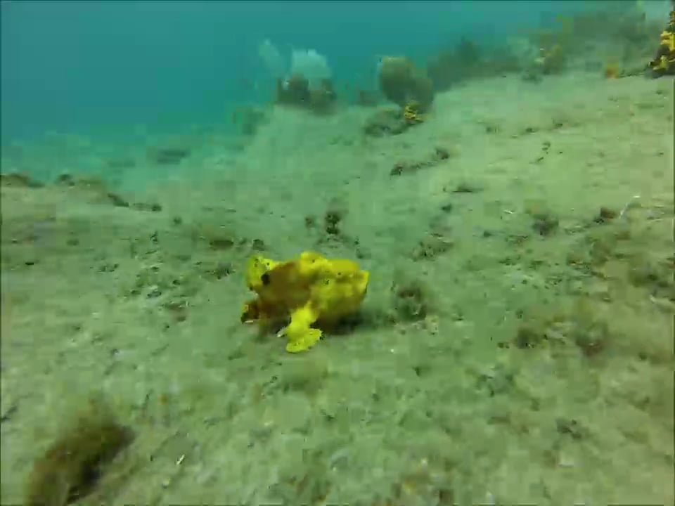 Le poisson crapaud - 1 espèce 1 info on Vimeo