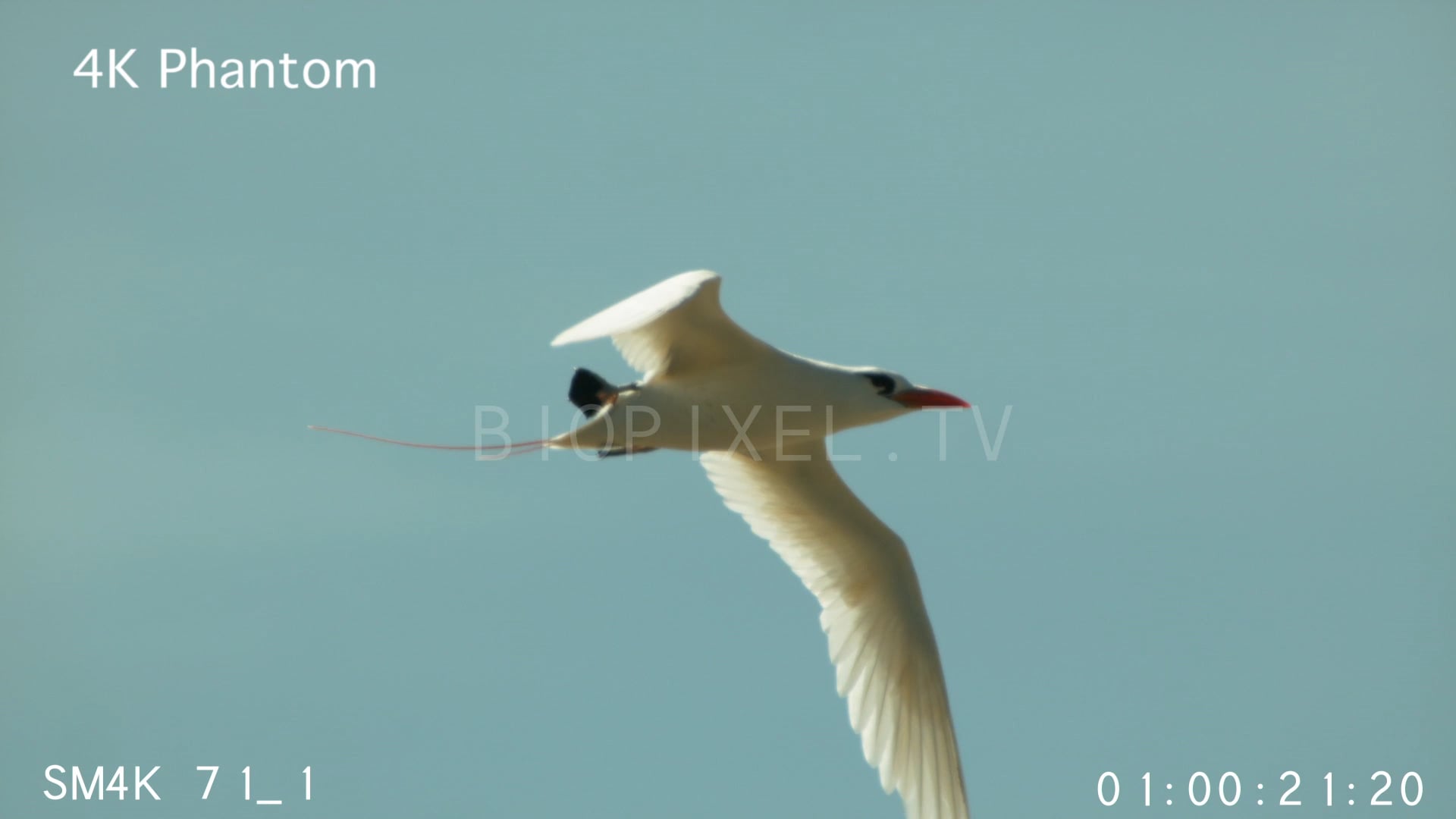 Bird Mating and Nesting - Red tailed tropic birds flying slow motion ...