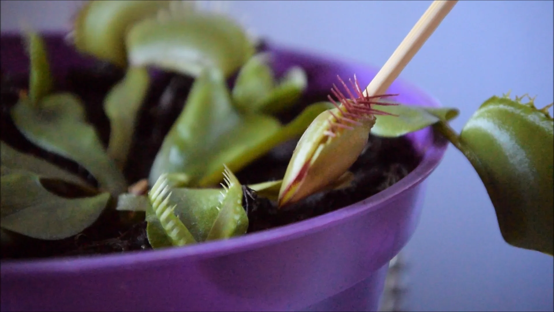 Using high speed videography to caluclate speed of Venus flytrap leaf closure on Vimeo