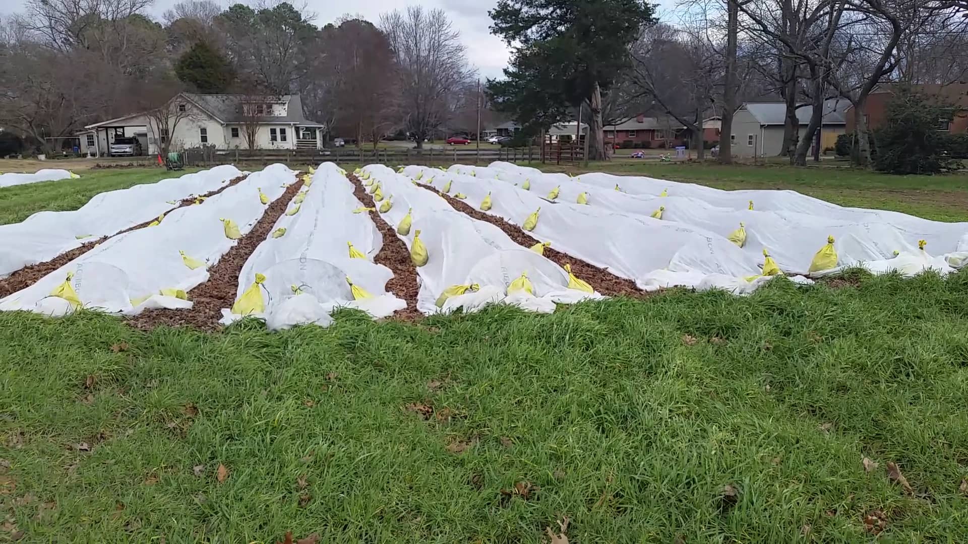 Floating Row Cover protects baby plants from wind. on Vimeo