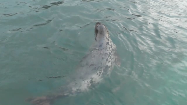 Seal Sanctuary Animals - Free video on Pixabay