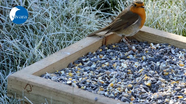 Organic Premium Bird Seed Mix 2.5kg | Wild Bird Seed | Bird Food