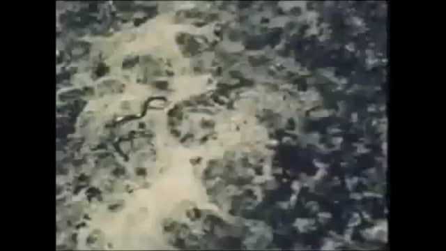 Giant Snake Congo 1959 on Vimeo