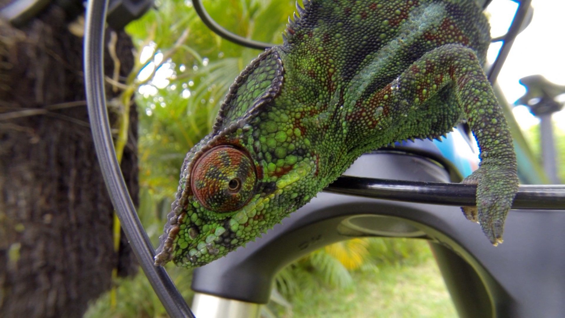 RANGO fait du vélo on Vimeo