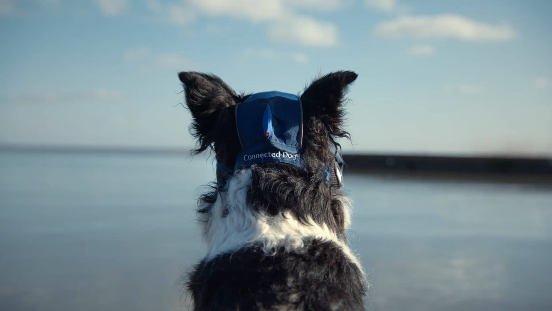 Volkswagen | The Connected Dog on Vimeo
