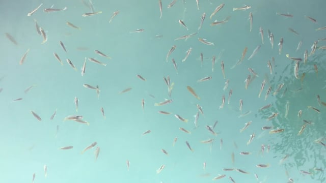 Small Fishes Videos: Download 9+ Free 4K & HD Stock Footage Clips - Pixabay