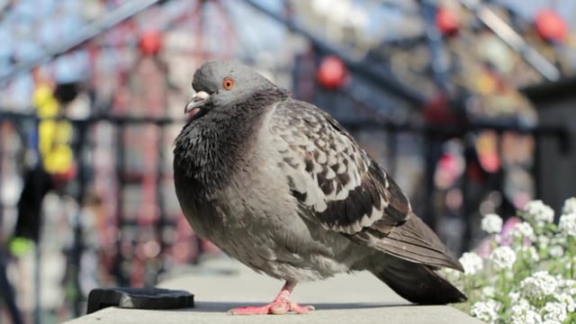 Pombo Pássaro Pomba - Free video on Pixabay - Pixabay