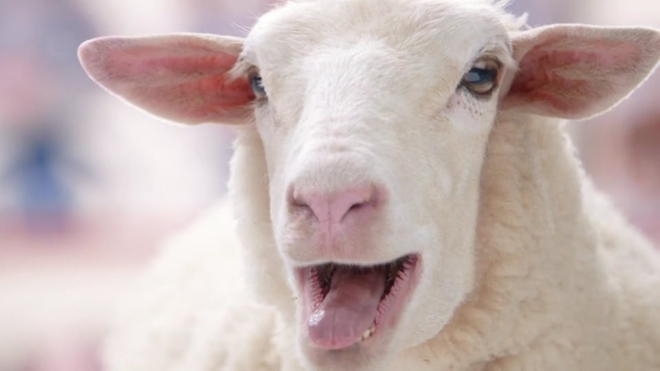 Target Zootopia Sheep Haul on Vimeo