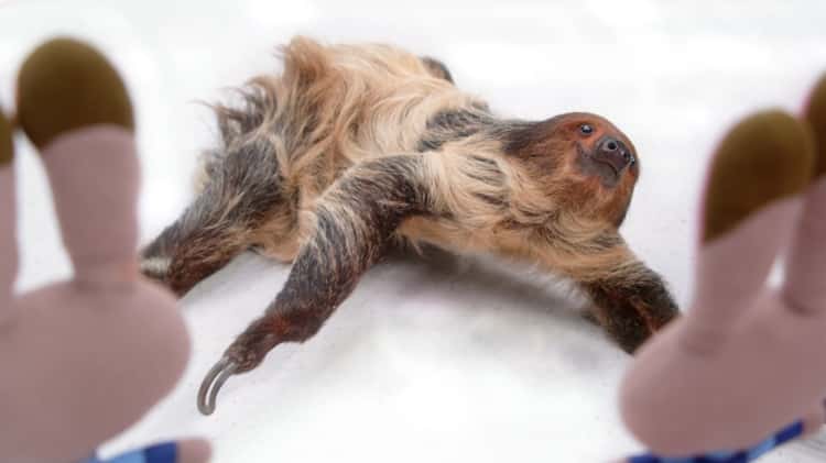 Zootopia Sloth😭 Experimente a adrenalina do jogo com o aplicativo ...