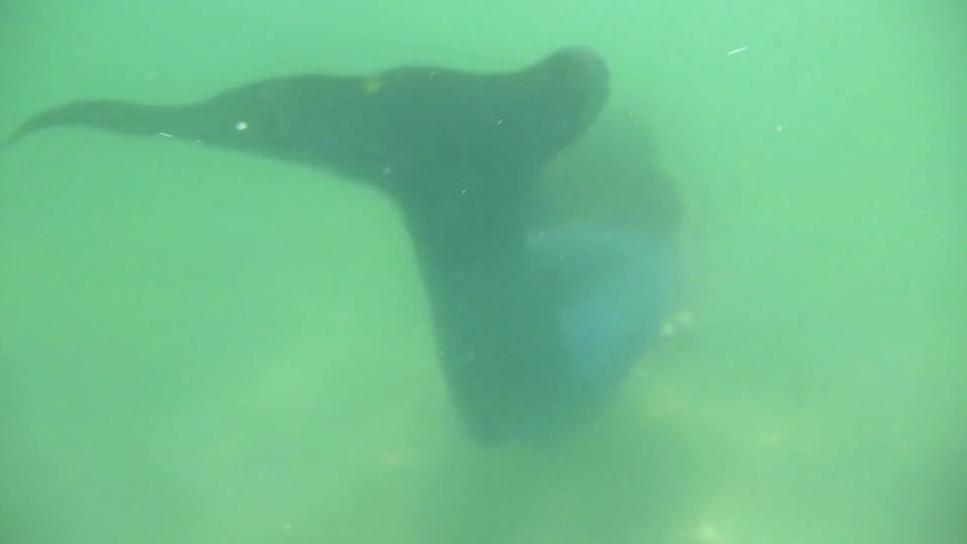 Boracay, Philippines: Mermaid Swimming on Vimeo