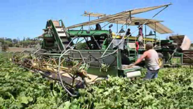 Tāhuri Whenua bringing Māori growers together — Science Learning Hub