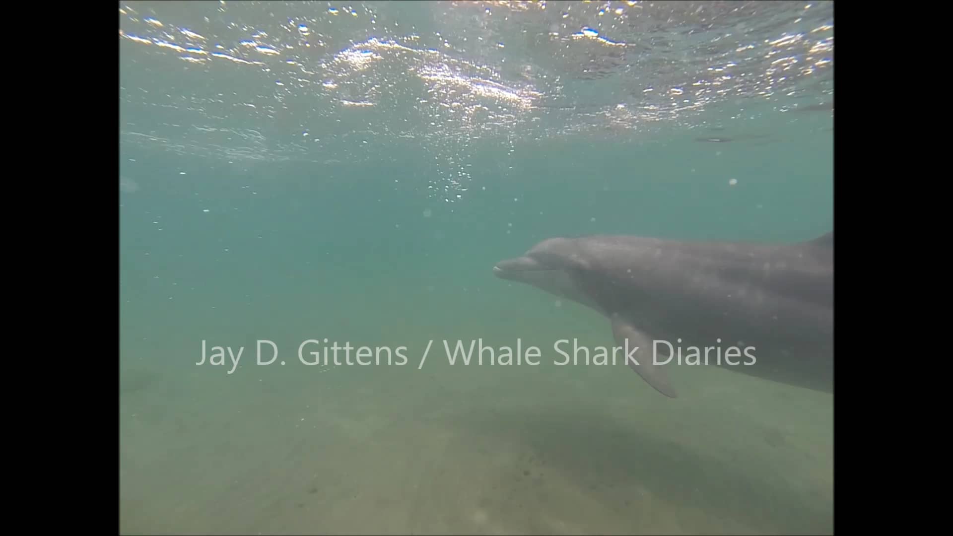 Bottlenose dolphin swims towards me clicking and squeaking on Vimeo