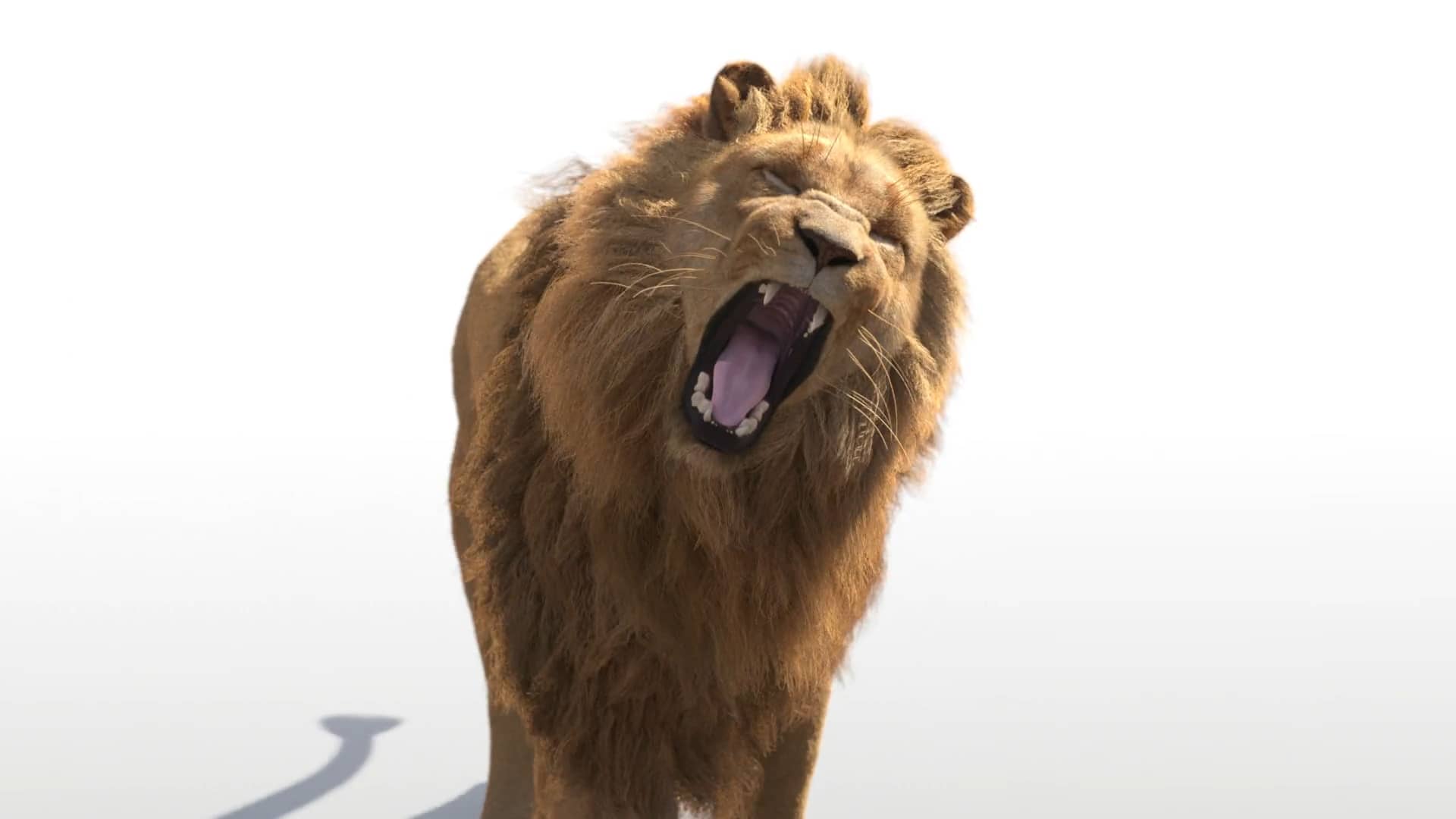 CG Lion Fur Test on Vimeo