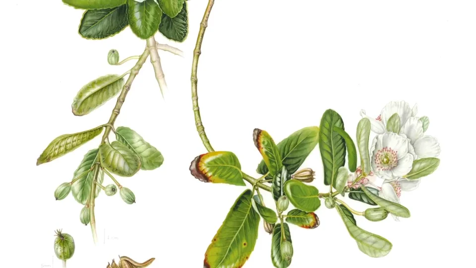 Eucryphia cordifolia (Ulmo) - Plants from the Woods and Forests of ...