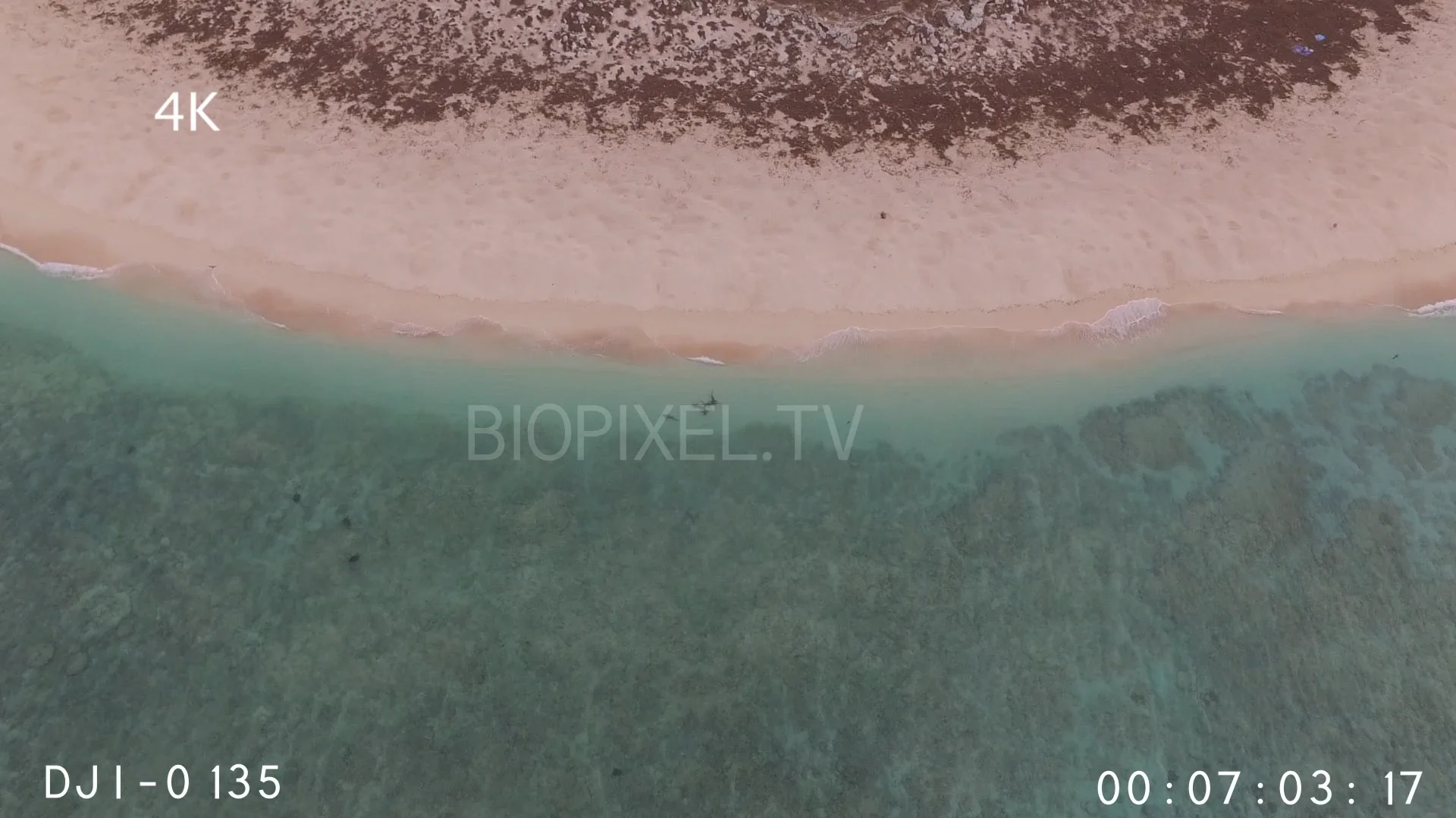 4K Shark Feeding - Aerial - Tawny nurse shark on beach edge 4K on Vimeo