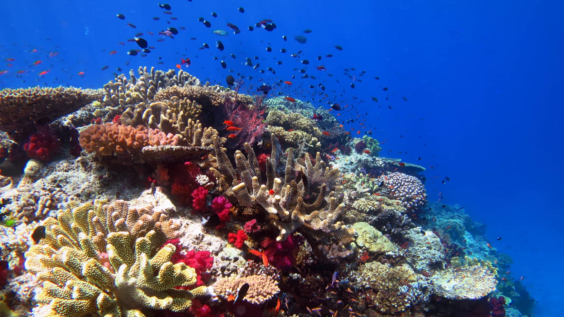 FIJI - Scuba Diving on Vimeo