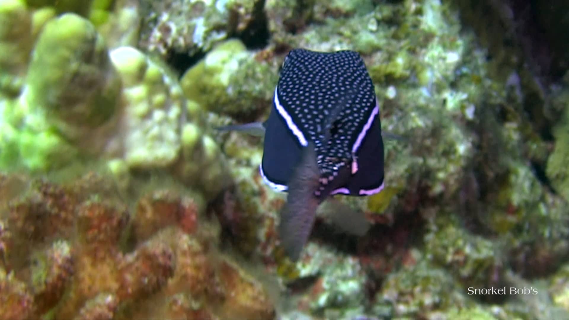 Whitley's Boxfish wild on a Hawaii reef. on Vimeo